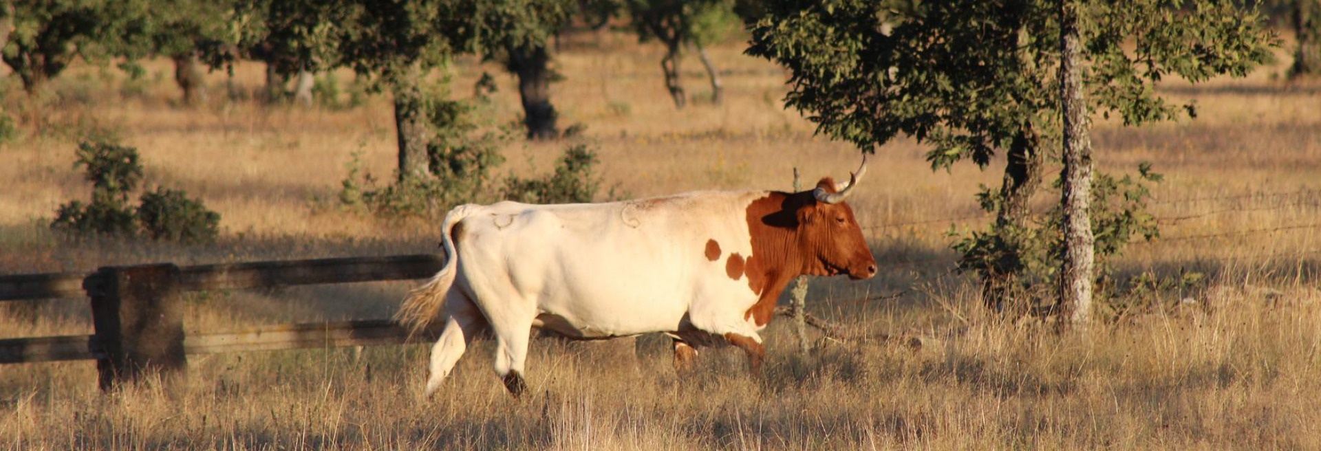 ABEMA - Asociación De Criadores De Ganado Vacuno De La Raza Berrenda De ...
