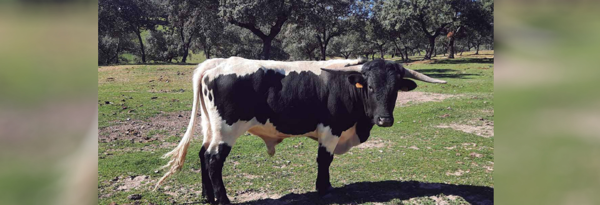 ABEMA - Asociación De Criadores De Ganado Vacuno De La Raza Berrenda De ...